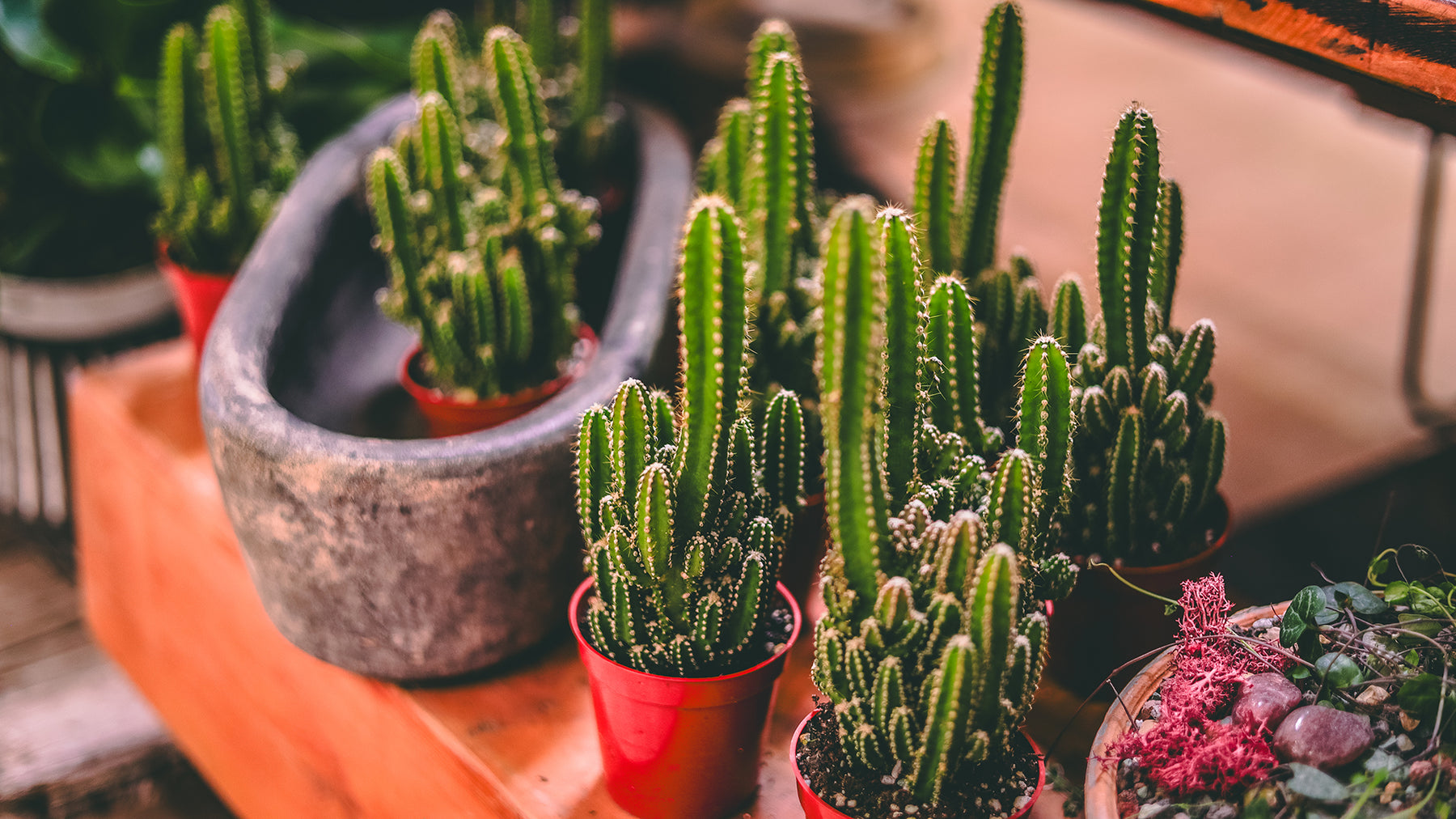Sabo | Sage Botanical Santa Fe New Mexico Cactus Air Plant Soil Store ...